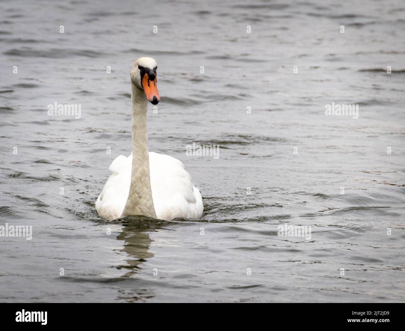 Aquatic bird beauty hi-res stock photography and images - Alamy