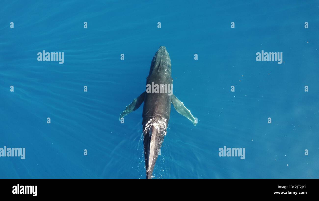 An aerial view of a beautiful whale in a calm sea Stock Photo - Alamy
