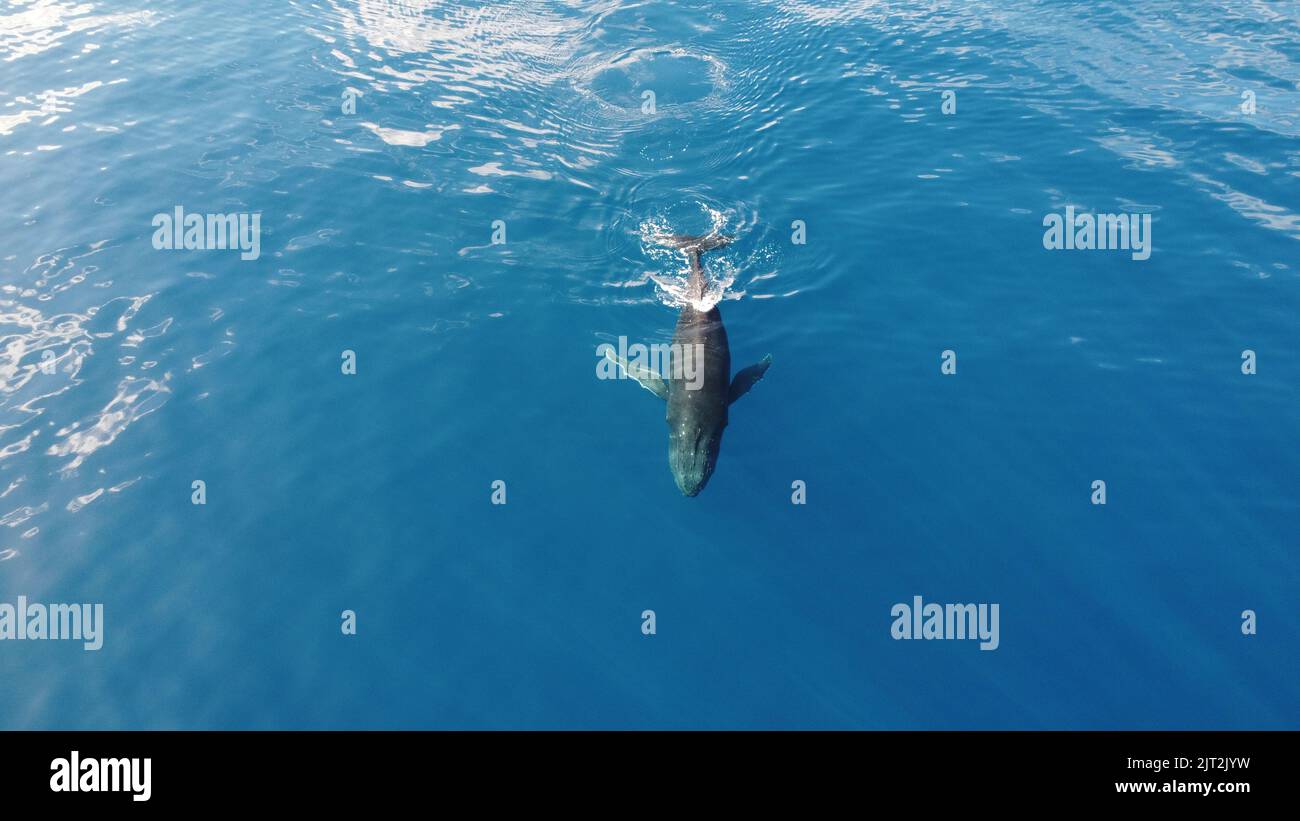 Whale wallpaper hi-res stock photography and images - Alamy