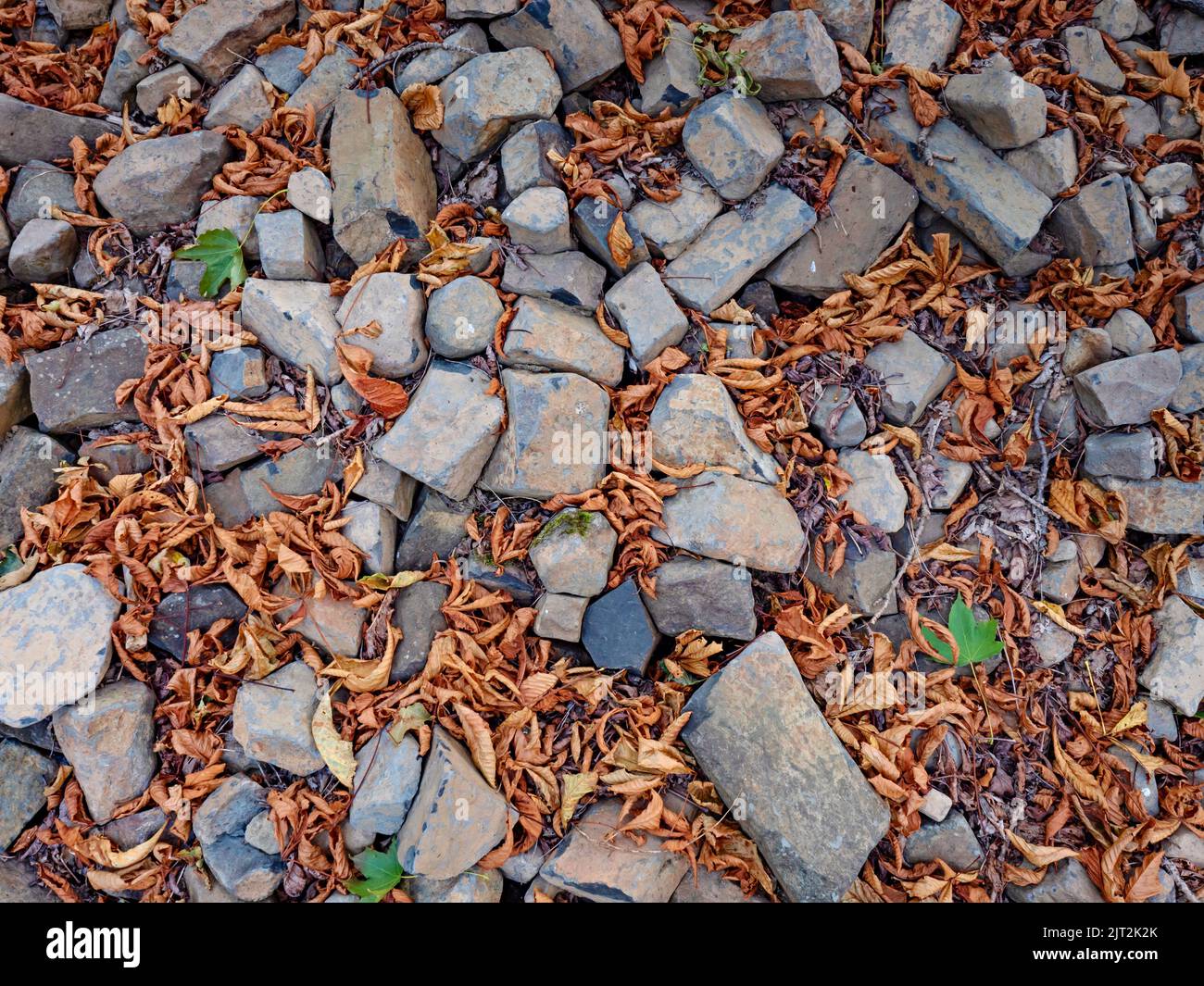Orange leaves of beech and chestnut among gray basalt stones. The base ...