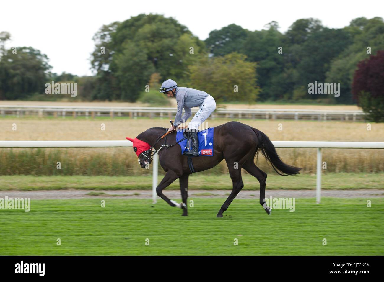 Dramatised horse hi-res stock photography and images - Alamy
