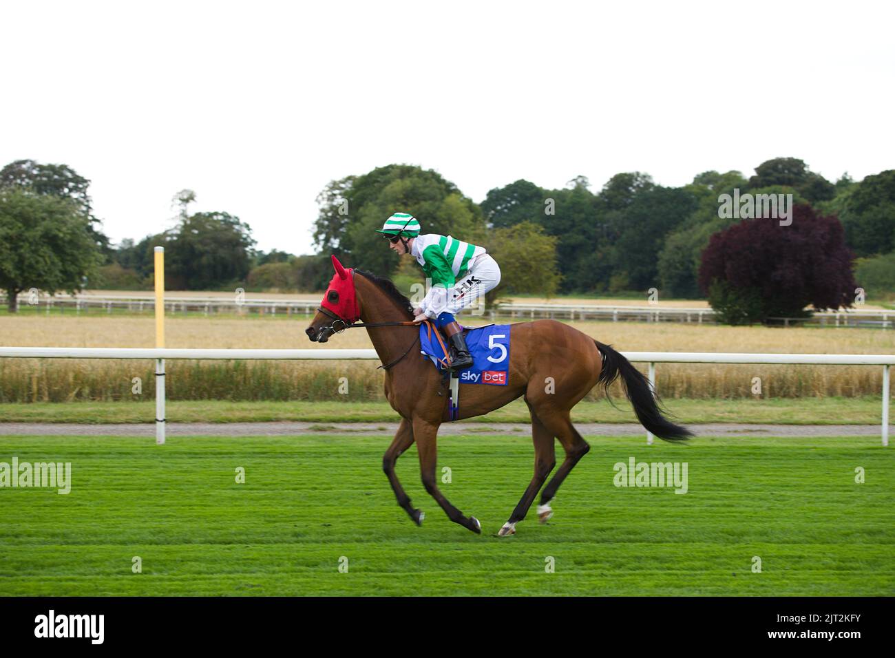 Kerindia horse hi-res stock photography and images - Alamy