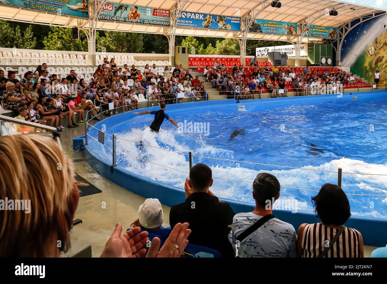 Dolphin with trauma hi-res stock photography and images - Alamy