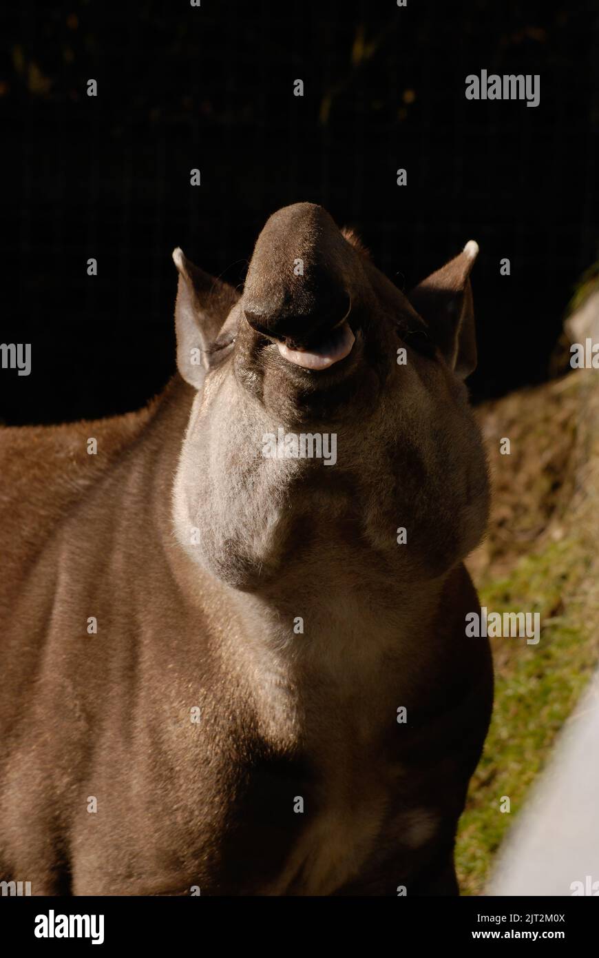 A closeup of a cute Tapir resting in a field on a sunny day Stock Photo ...