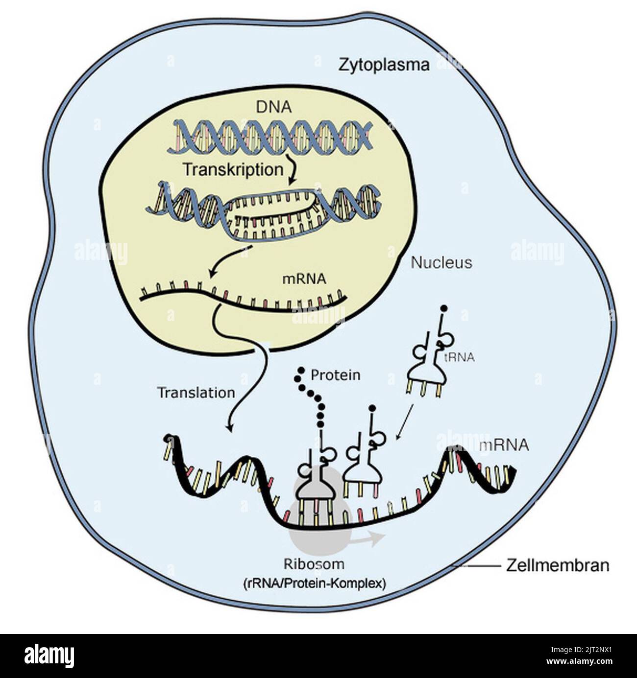 Transkription hi-res stock photography and images - Alamy