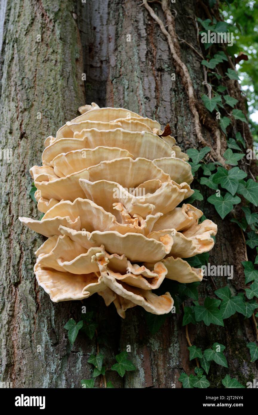Chicken tree hi-res stock photography and images - Alamy