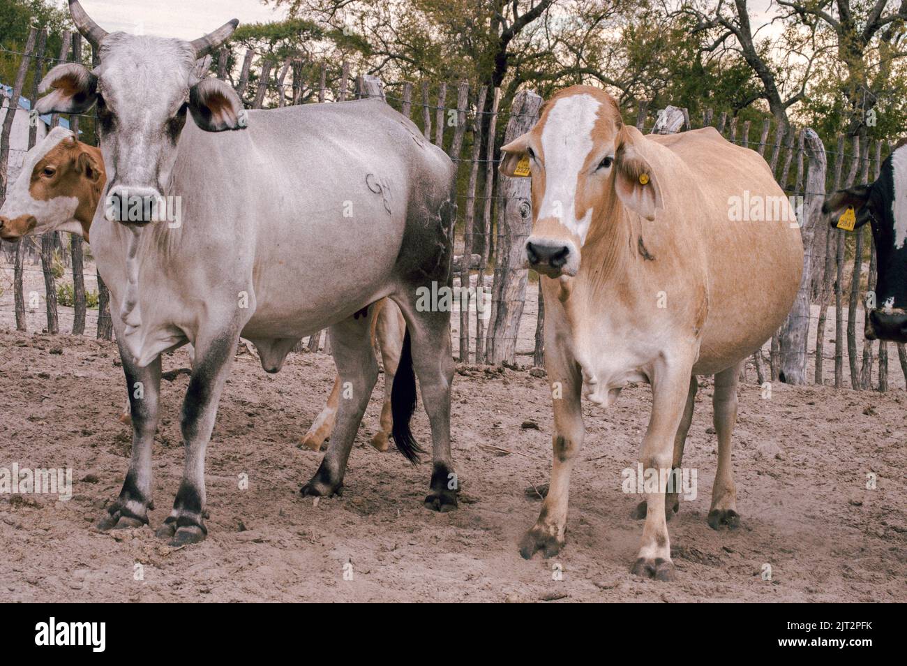 Nellore cattle hi-res stock photography and images - Alamy