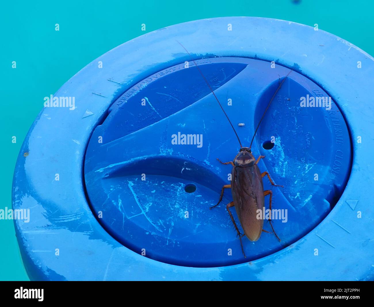 Cockroach in the pool on a pool chlorine floater Stock Photo - Alamy