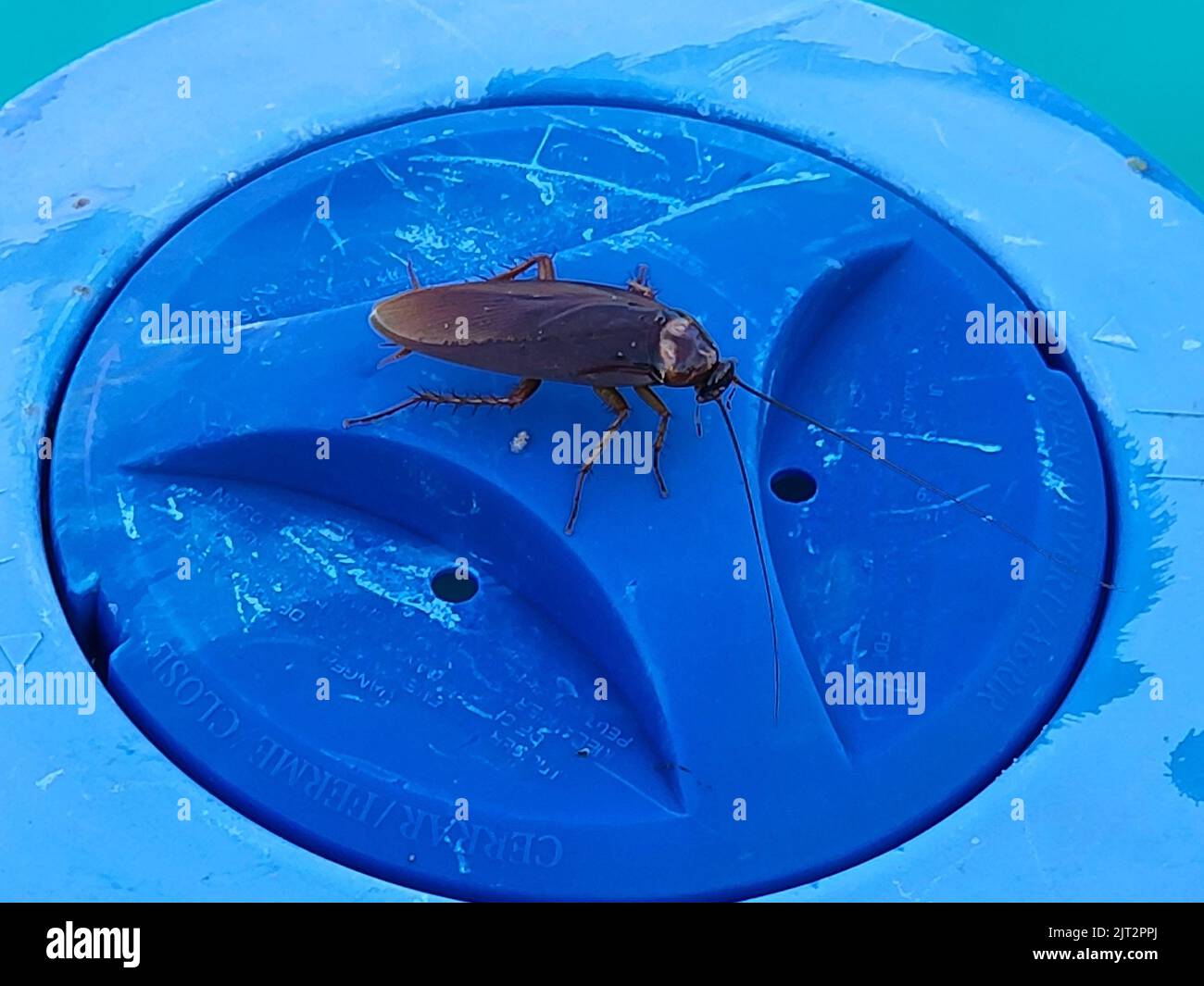 Cockroach in the pool on a pool chlorine floater Stock Photo - Alamy