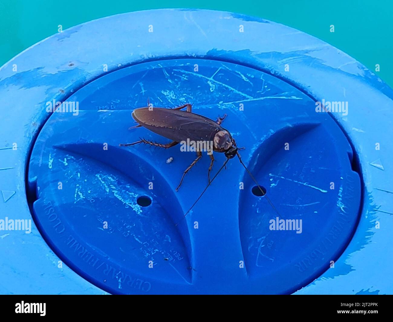Cockroach in the pool on a pool chlorine floater Stock Photo - Alamy