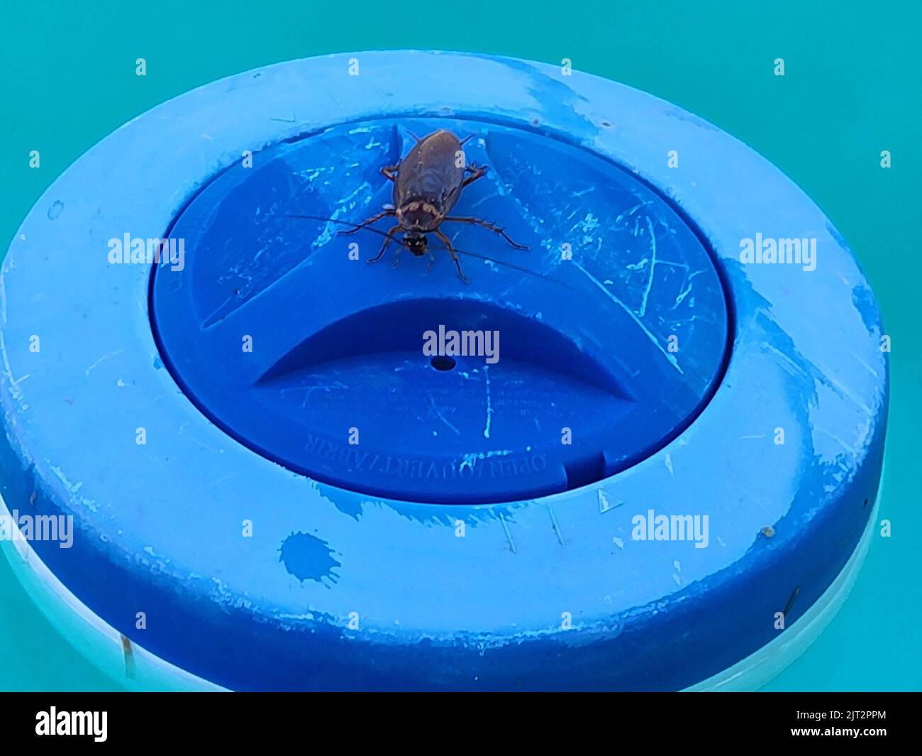 Cockroach in the pool on a pool chlorine floater Stock Photo - Alamy