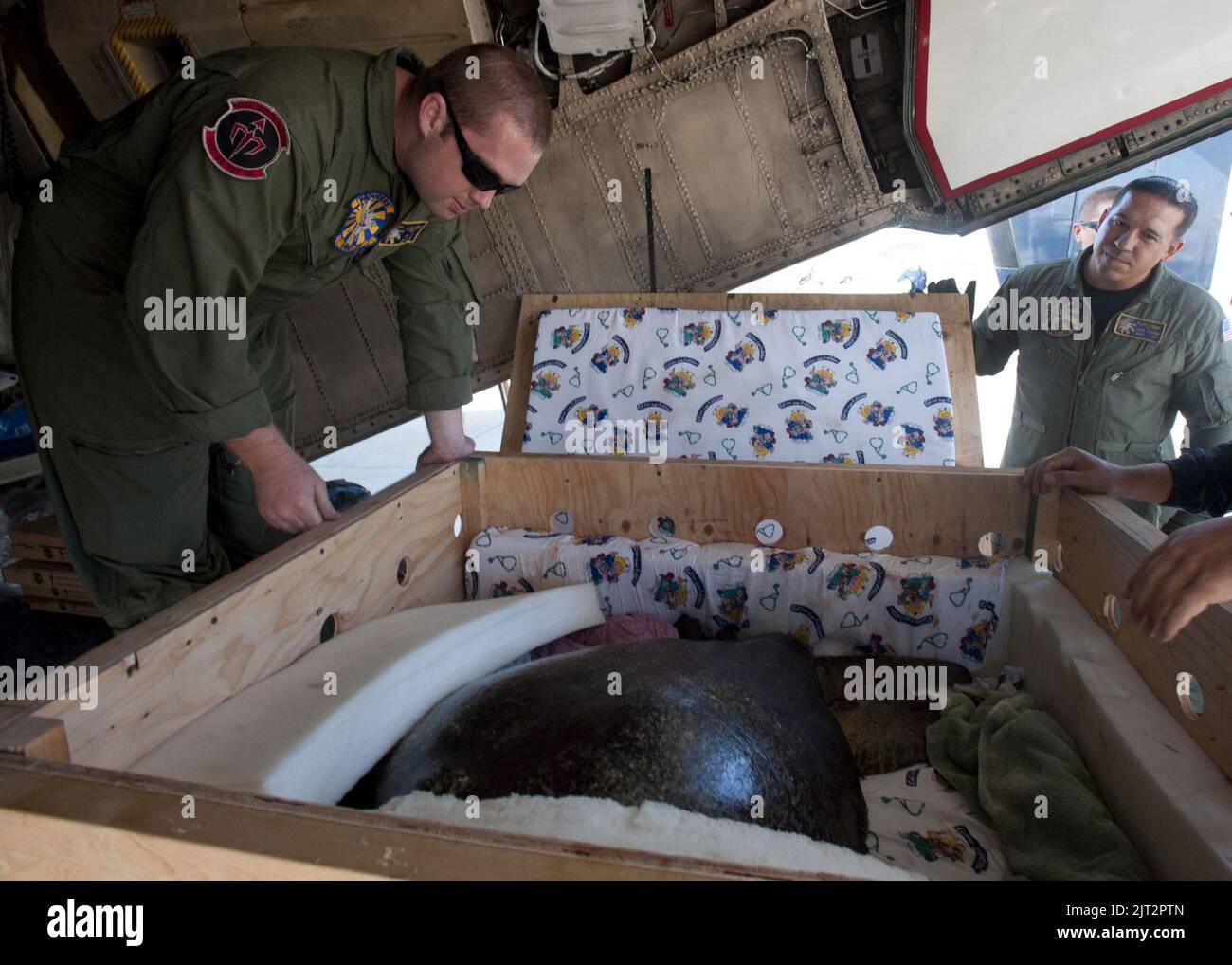 Transporting a sea turtle 120821 Stock Photo - Alamy