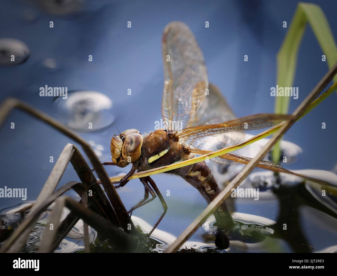 Dragonfly eggs in the water hi-res stock photography and images - Alamy