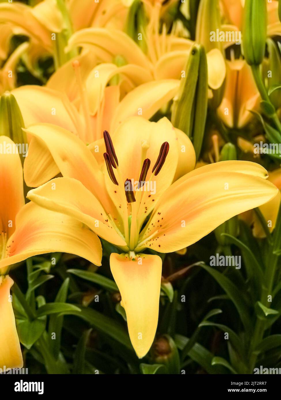 Brilliant floral display hi-res stock photography and images - Alamy