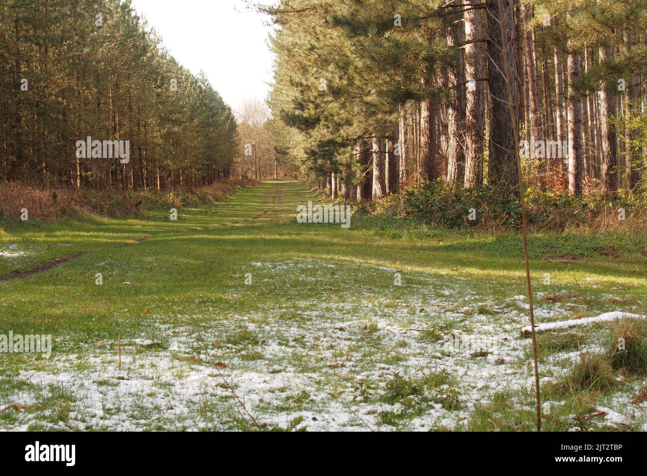 A landscape view in Bradon Country Park, Suffolk showing a thin layer ...