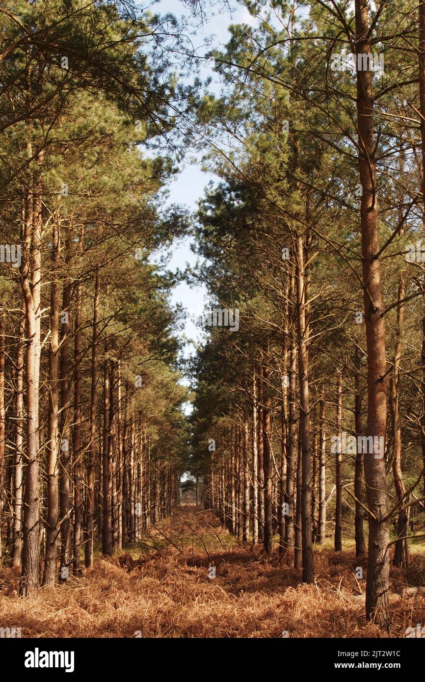 Bracken landscape hi-res stock photography and images - Alamy