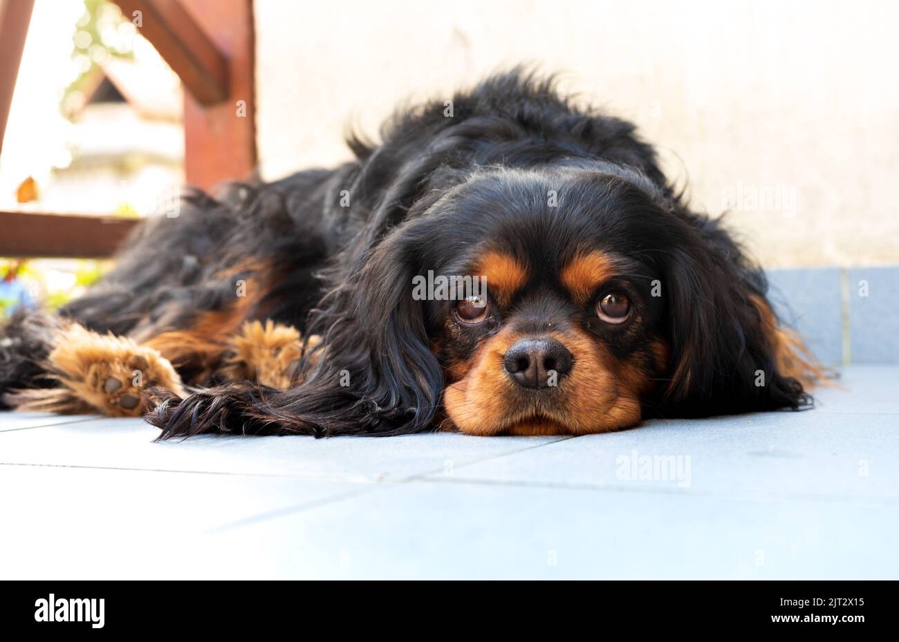 The Cavalier King Charles Spaniel is a British breed of toy dog of ...
