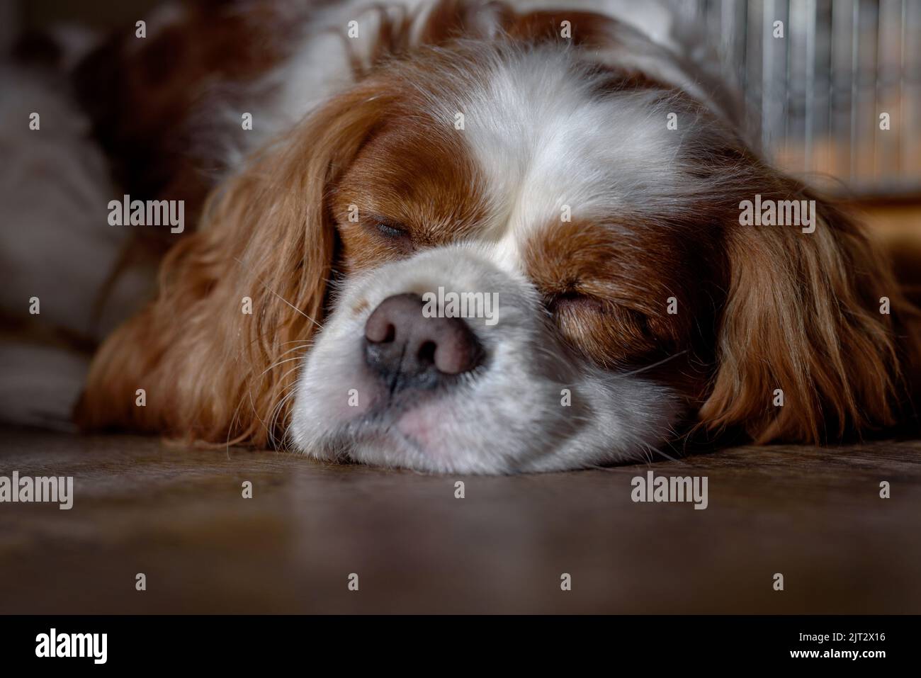 The Cavalier King Charles Spaniel is a British breed of toy dog of ...