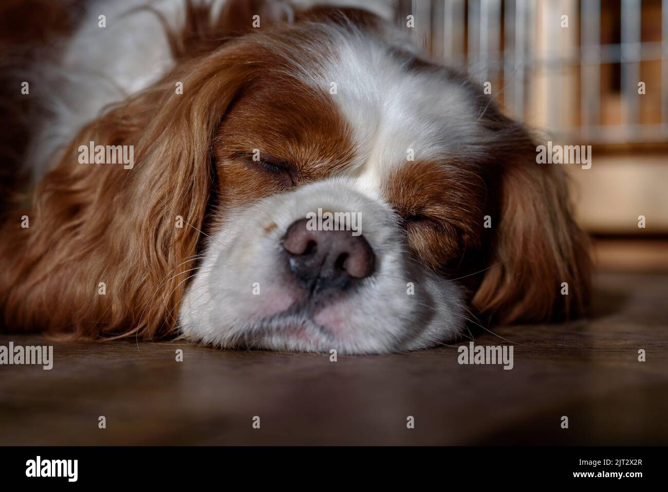 The Cavalier King Charles Spaniel is a British breed of toy dog of ...