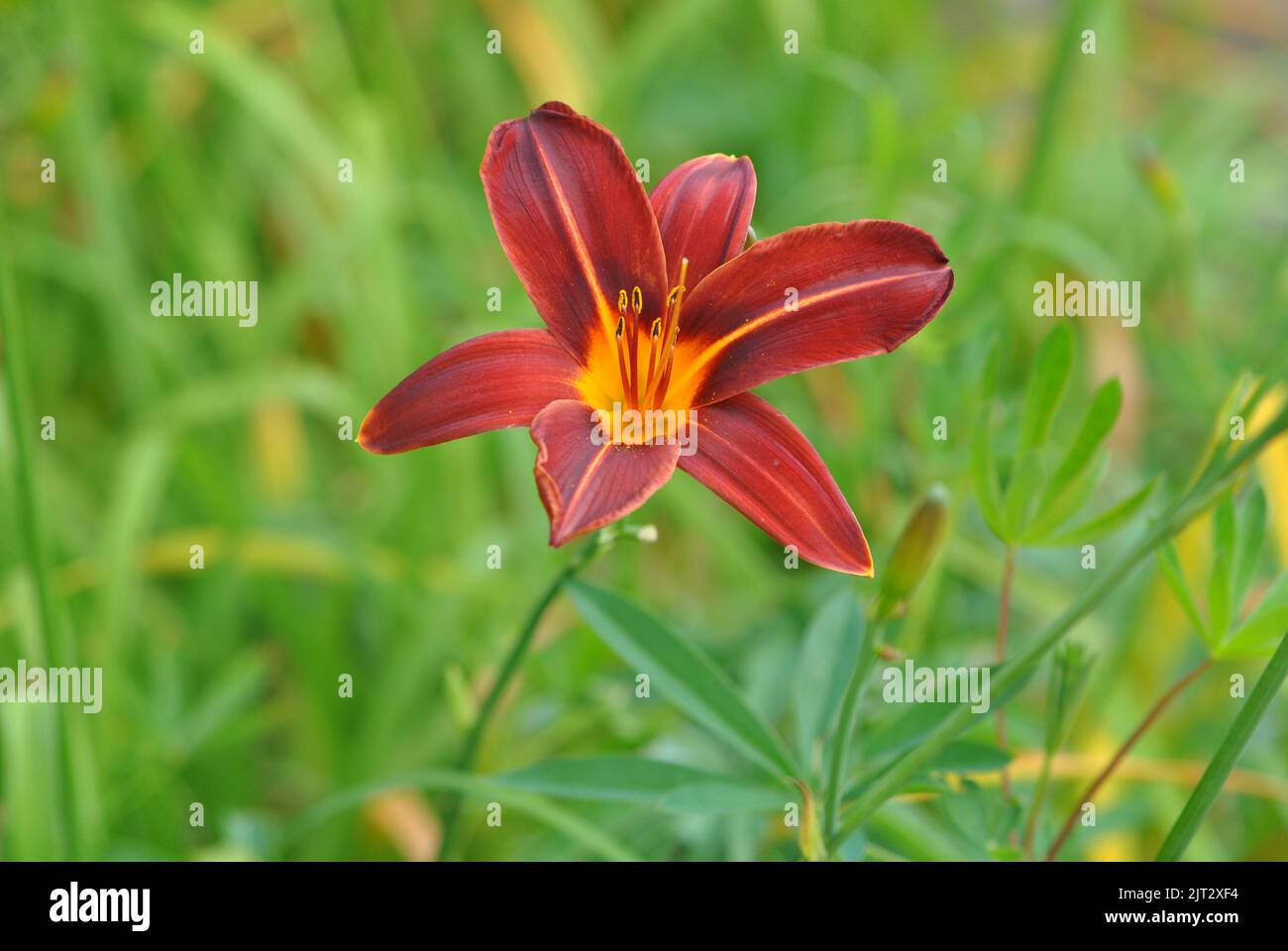 Beautiful lycoris garden hi-res stock photography and images - Alamy