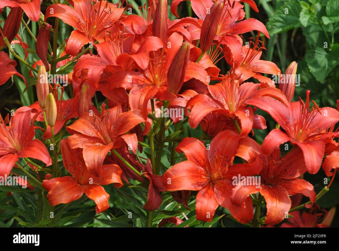 Beautiful lycoris garden hi-res stock photography and images - Alamy