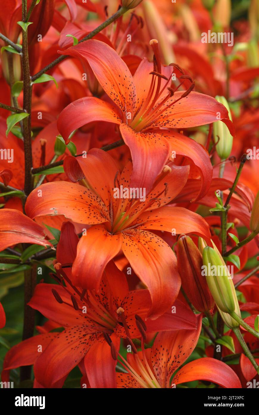 Beautiful lycoris garden hi-res stock photography and images - Alamy