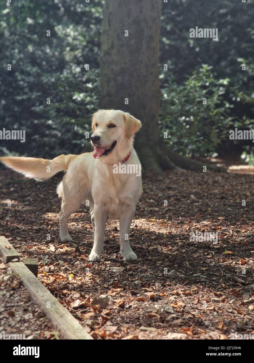 Young golden retirever playing in the woods Stock Photo - Alamy