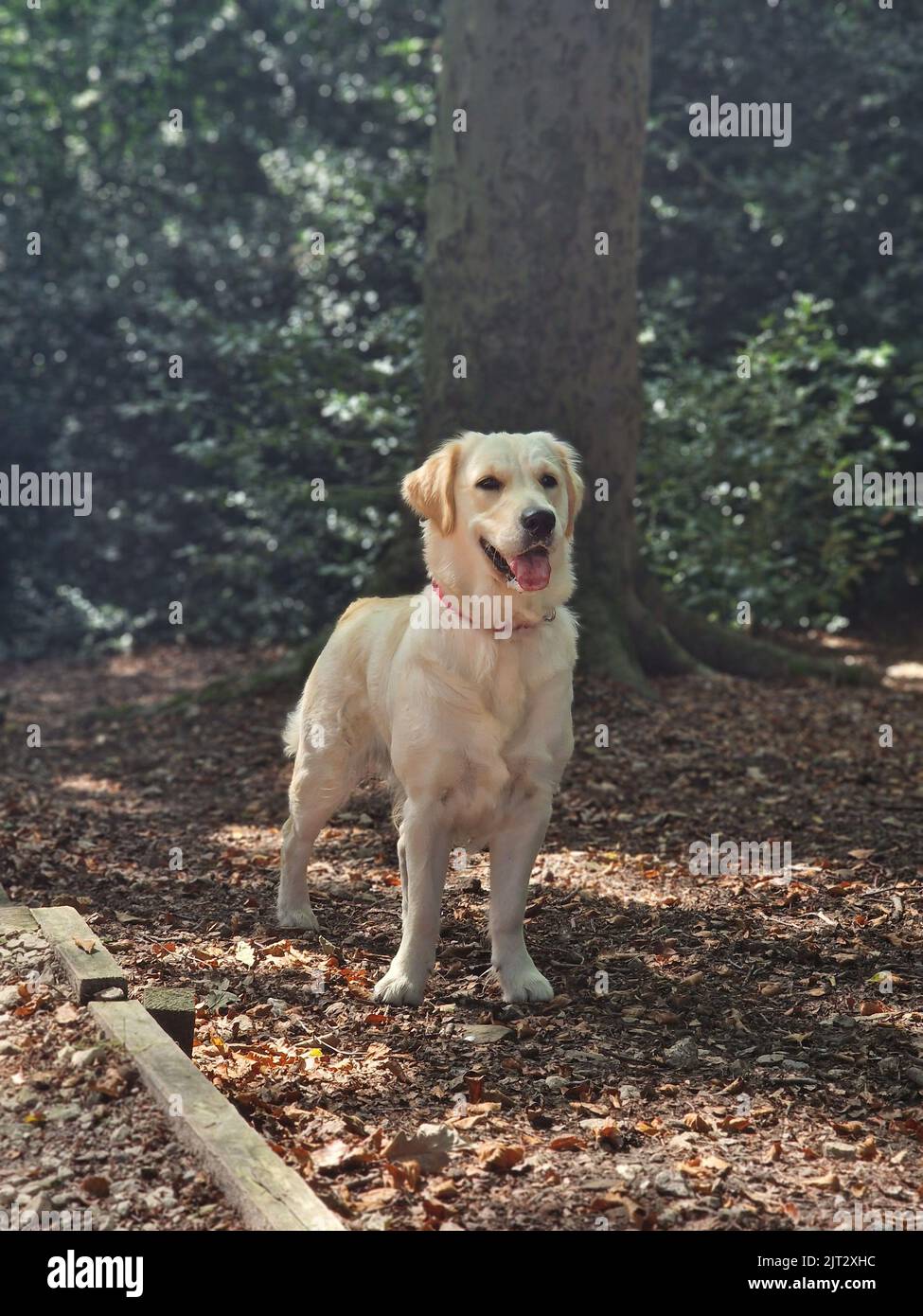 Young golden retirever playing in the woods Stock Photo - Alamy