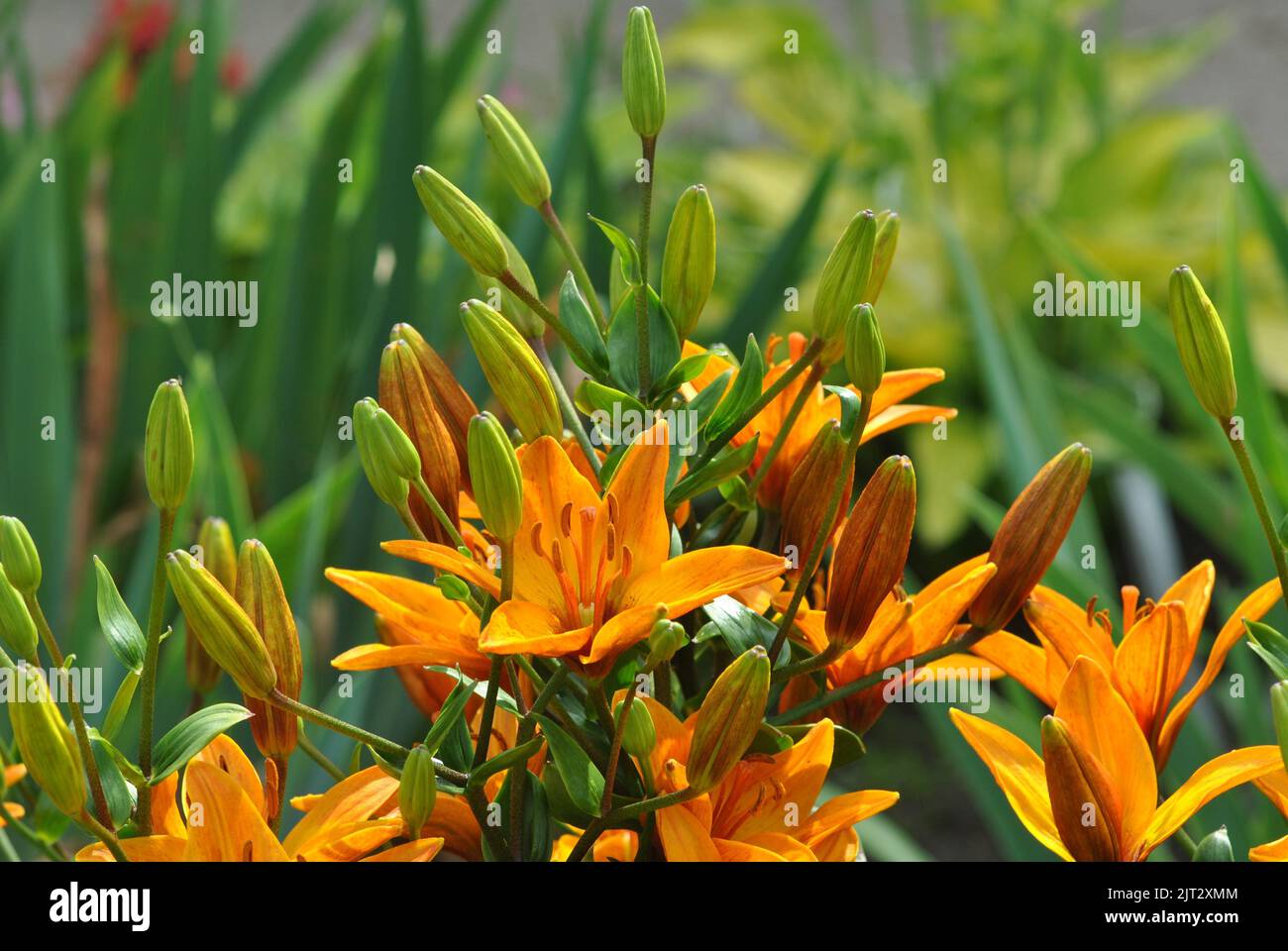 A beautiful shot of blooming orange lilies (Lilium bulbiferum) in a ...