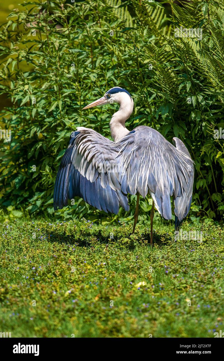 A vertical shot of a proud great blue heron spreading its majestic ...