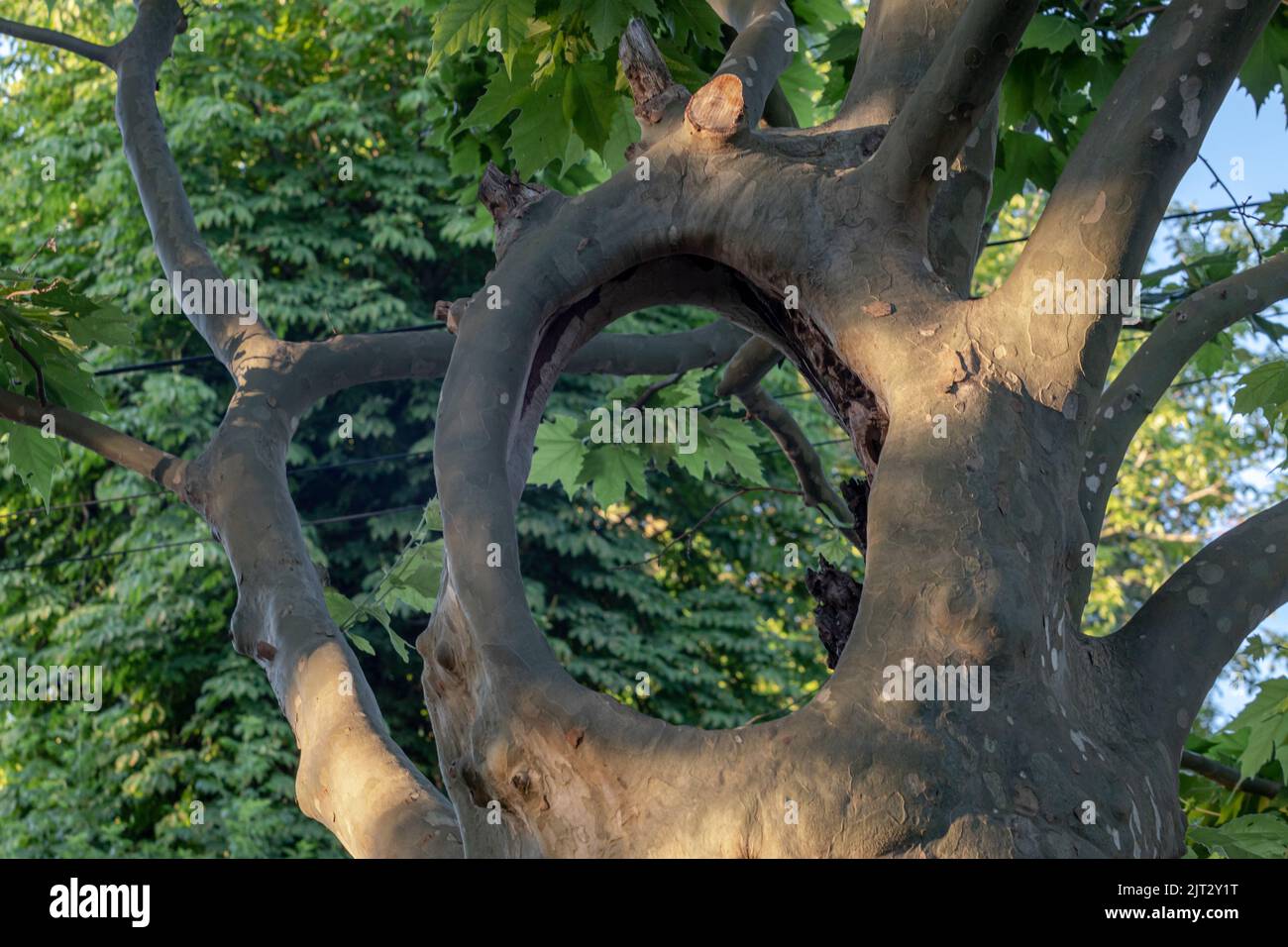 A unique tree with natural holes shaped in its trunk under bright green ...