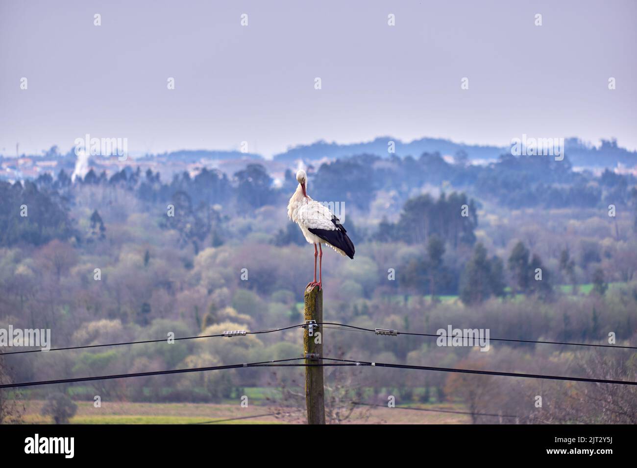 A single stork standing on an electric pole with a background of a ...