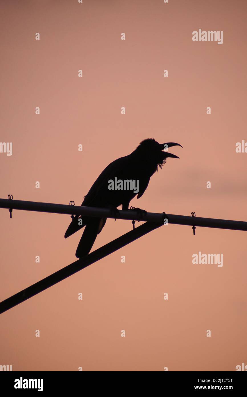A vertical silhouette of a crow on a tree branch in the background of ...