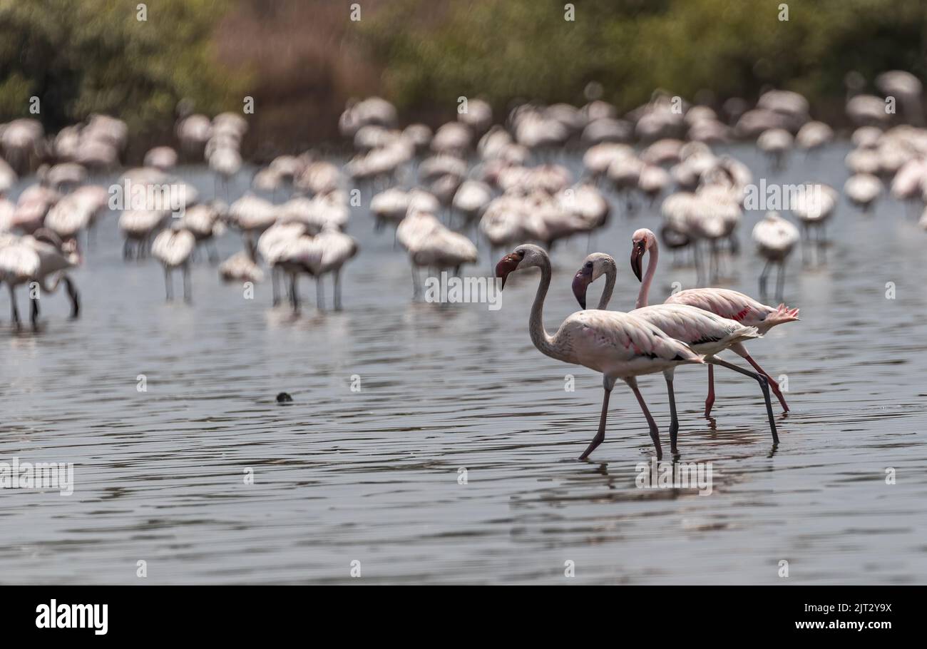 A trio of Lesser flamingos on a stroll in lake with a background of a ...