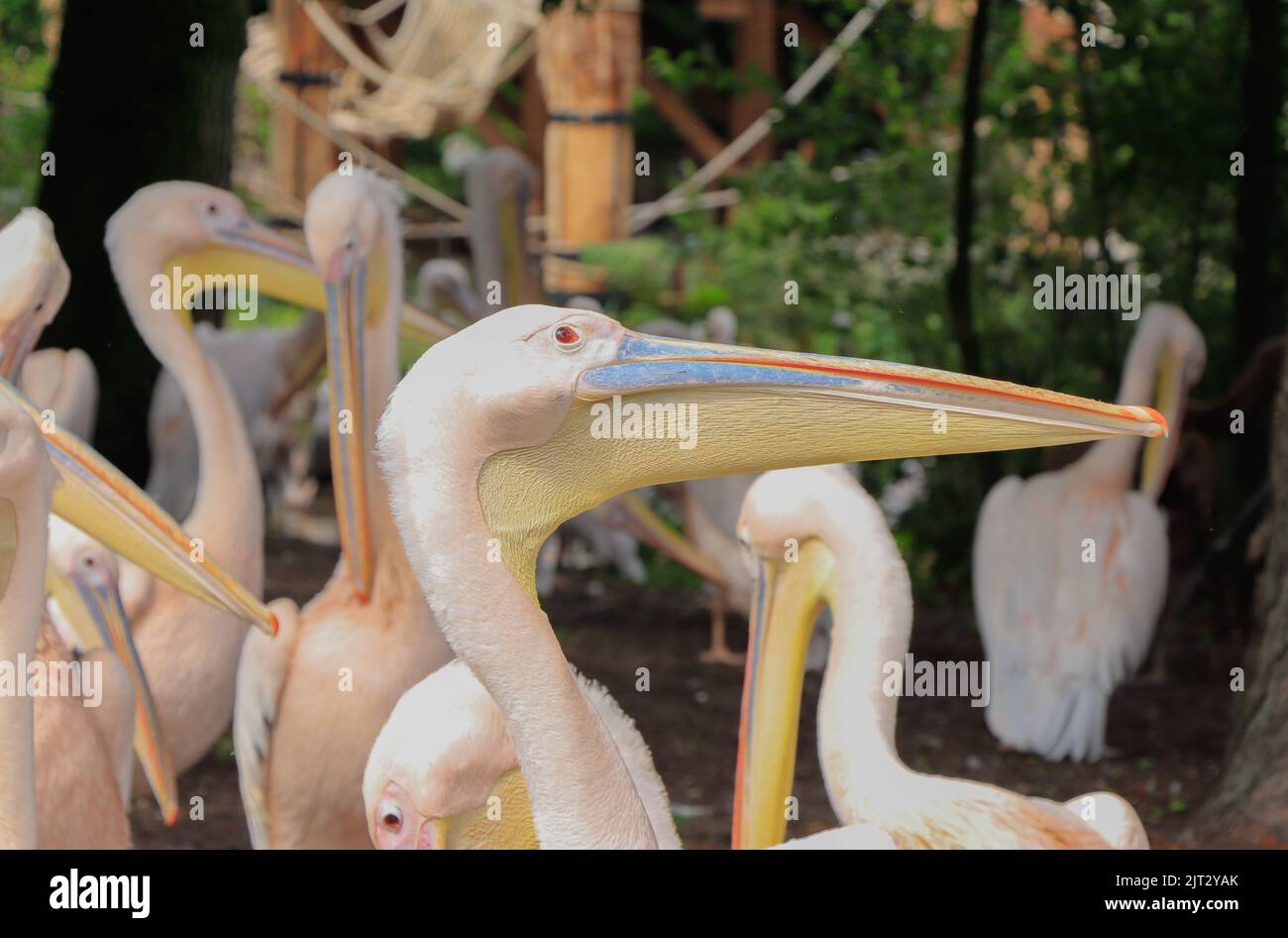 A close-up shot of a common pelican with a long beak, a group of ...