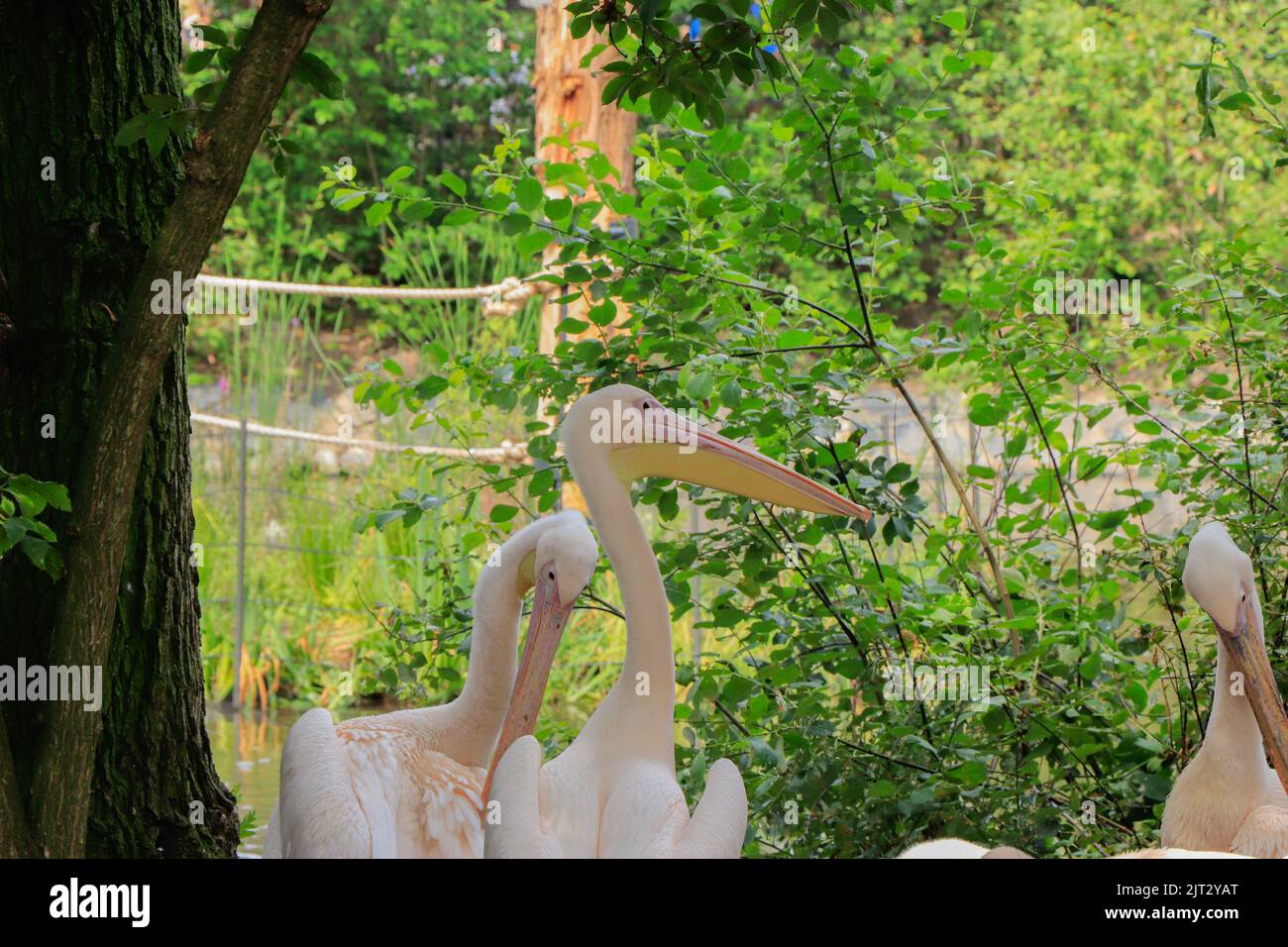 The group of common pelicans in the zoo Stock Photo - Alamy