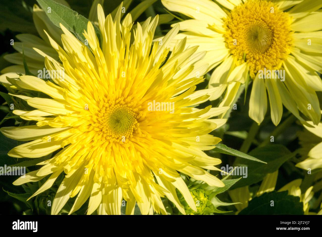 Yellow, Blooms, Garden sunflower, Helianthus annuus, Flowers, Lemon ...