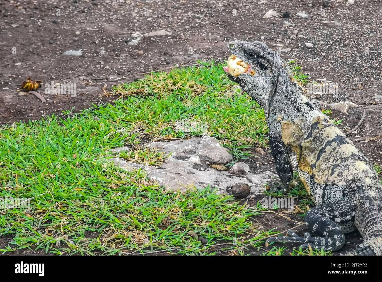 Huge Iguana gecko animal on grass at the ancient Tulum ruins Mayan site ...