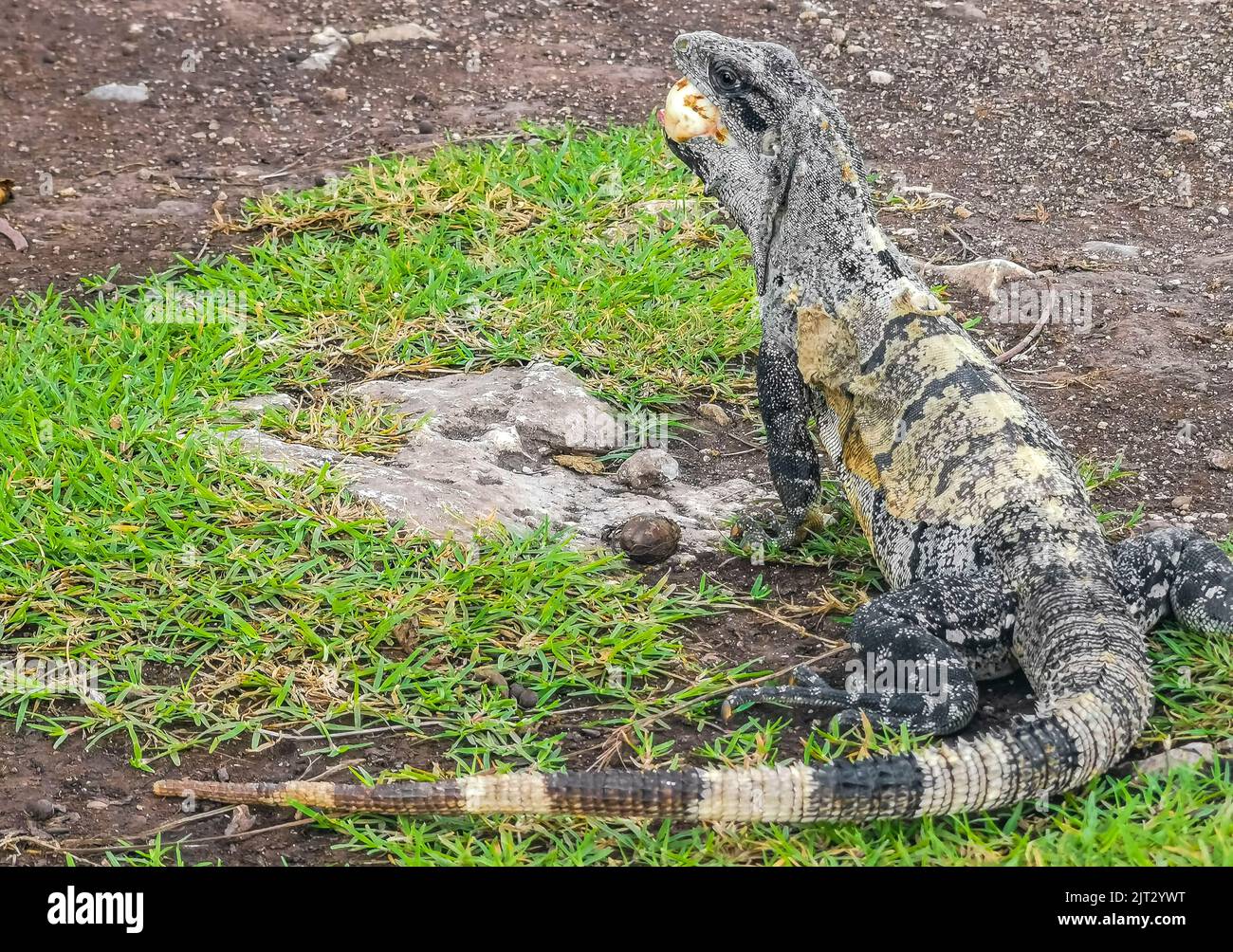 Huge Iguana gecko animal on grass at the ancient Tulum ruins Mayan site ...
