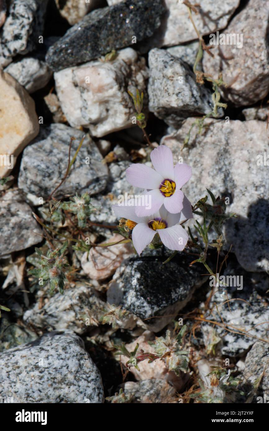 Pink flowering cymose cluster inflorescence of Linanthus Dianthiflorus ...