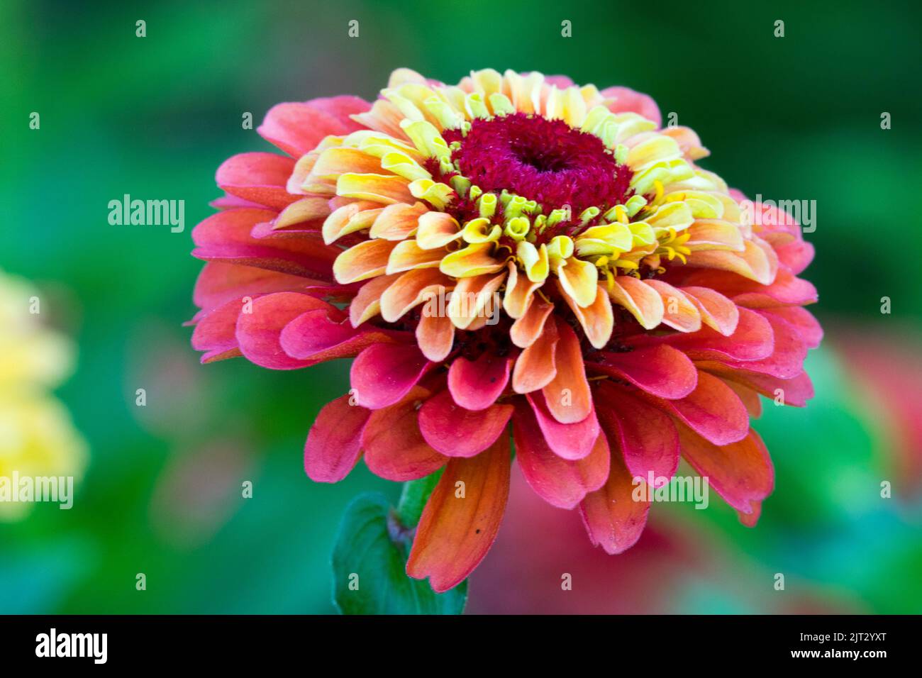 Zinnia elegans Queen Lime Red flower Stock Photo - Alamy