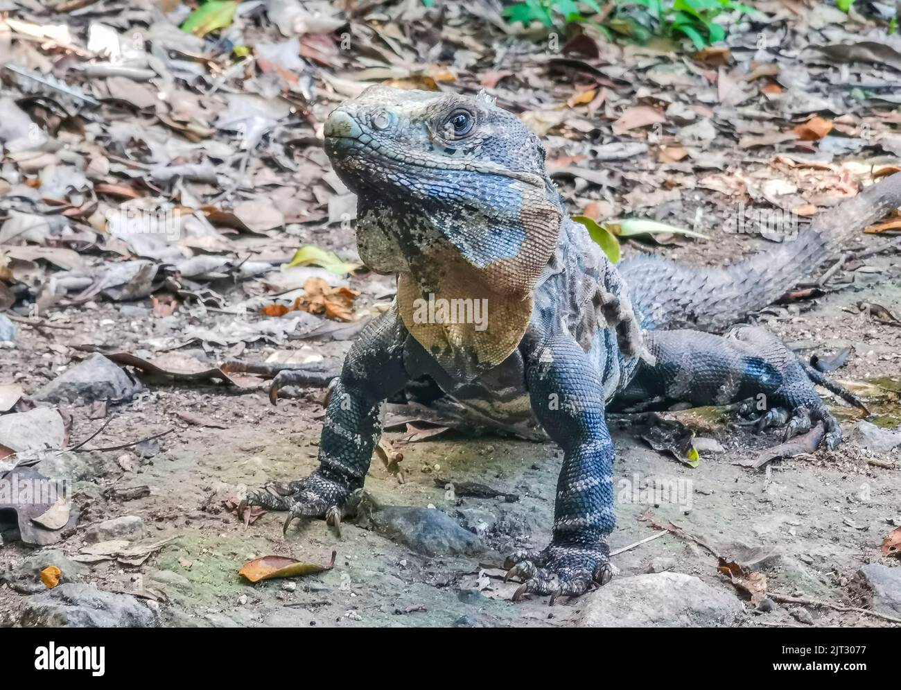 Huge Iguana gecko animal on ground at the ancient Tulum ruins Mayan ...