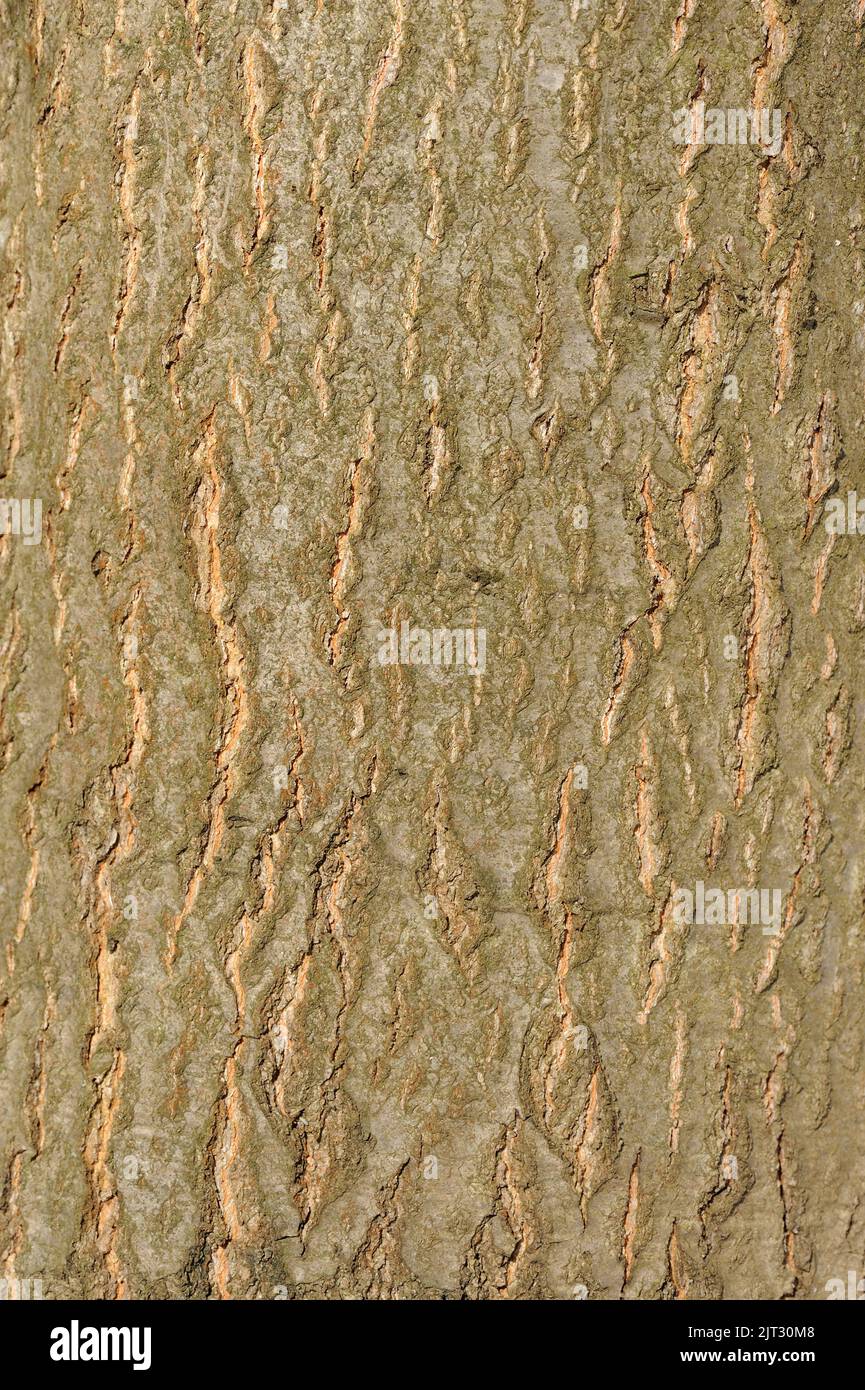 Tree bark background vertical Stock Photo - Alamy