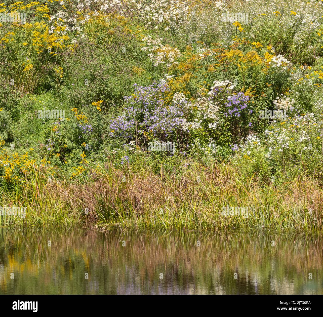 Asters field hi-res stock photography and images - Alamy