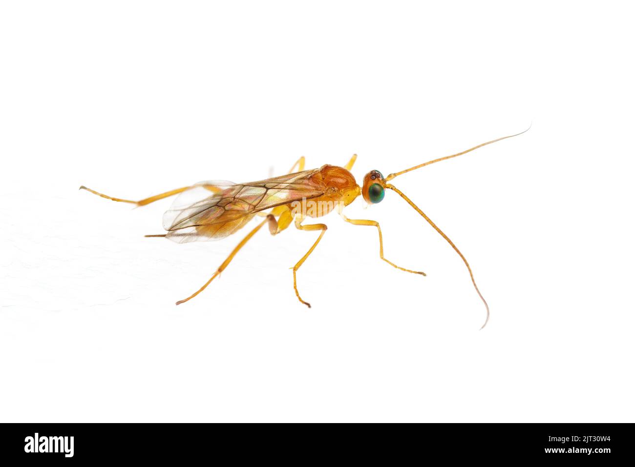 Braconid Wasp (Meteorus sp.) - Female isolated on white background ...