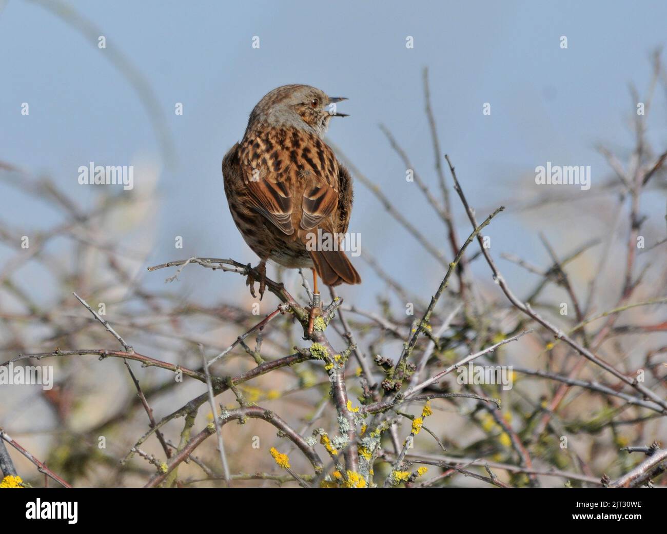 A HEDGE SPARROW- DUNNOCK- SINGS IN THE SUNSHINE AT TICHFIELD HAVEN. PIC ...