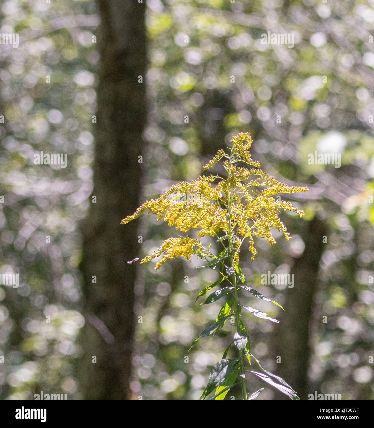 A bright Goldenrod bloom with a sunlit forest boekhouder background ...
