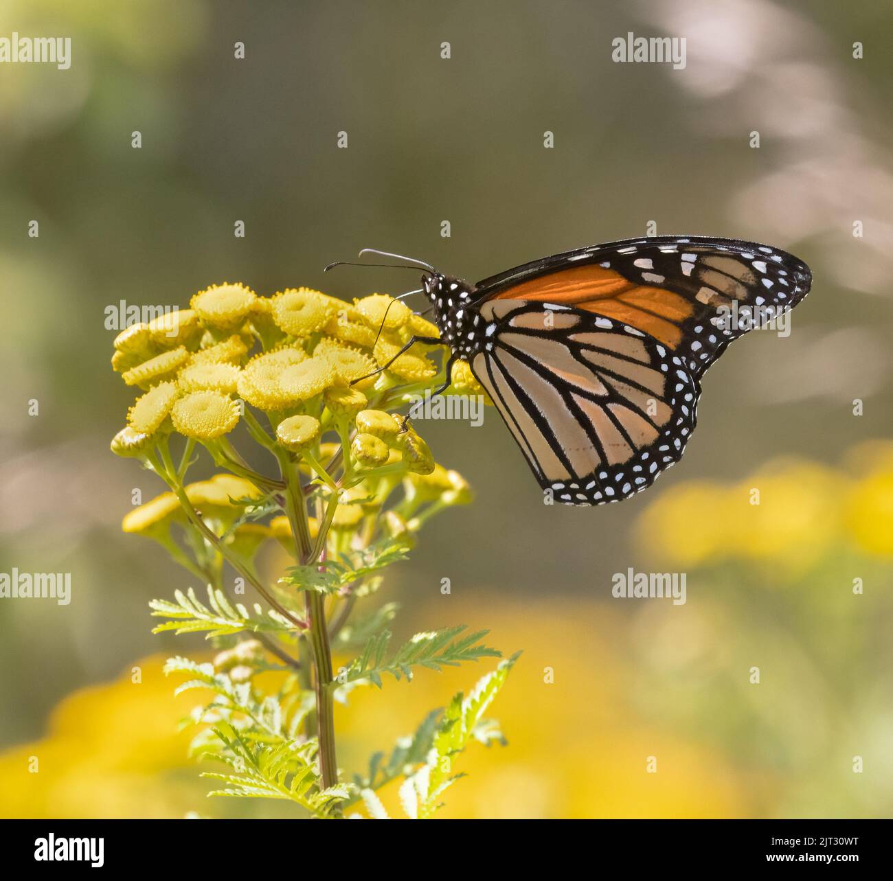 Beautiful orange Monarch Butterfly on Yellow yarrow up close Stock ...