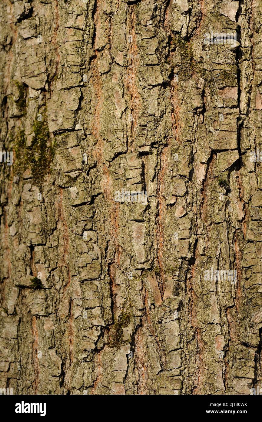 Tree bark background vertical Stock Photo - Alamy