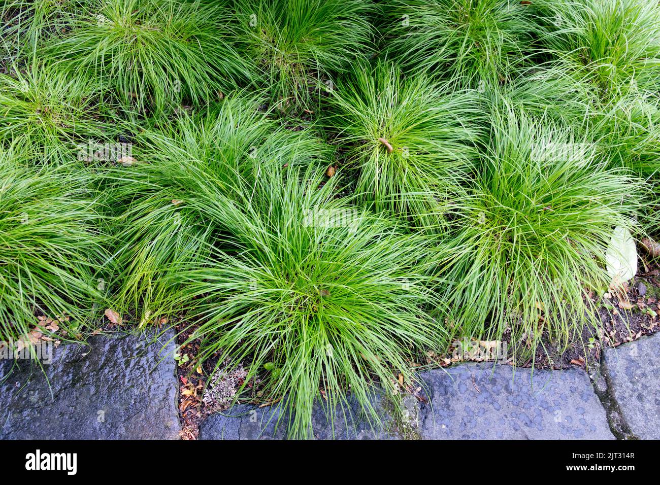 Grasses garden path hi-res stock photography and images - Alamy